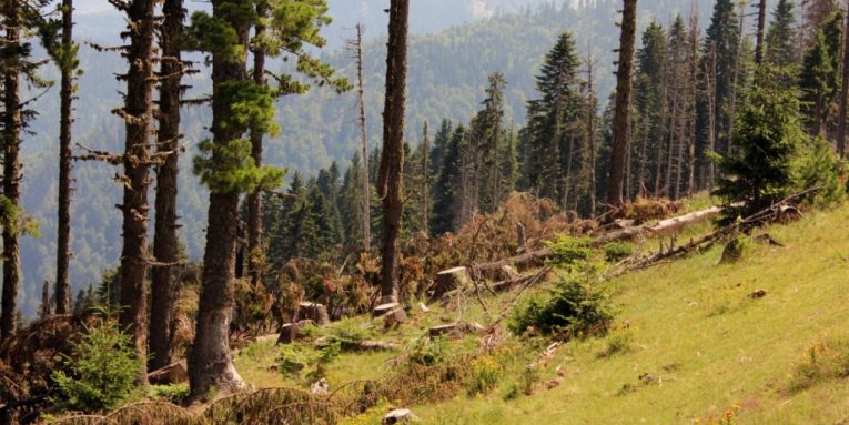 Projektvendimi i Qeverisë: Pyjet do jepen në përdorim për qëllime ...