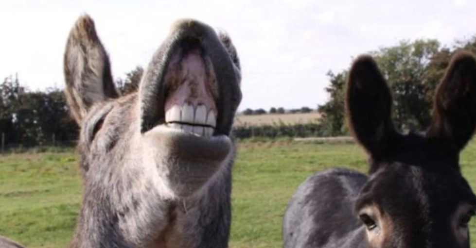 E PAZAKONTË: Gomari kafshon 50-vjeçaren në fytyrë, dërgohet me urgjencë ...