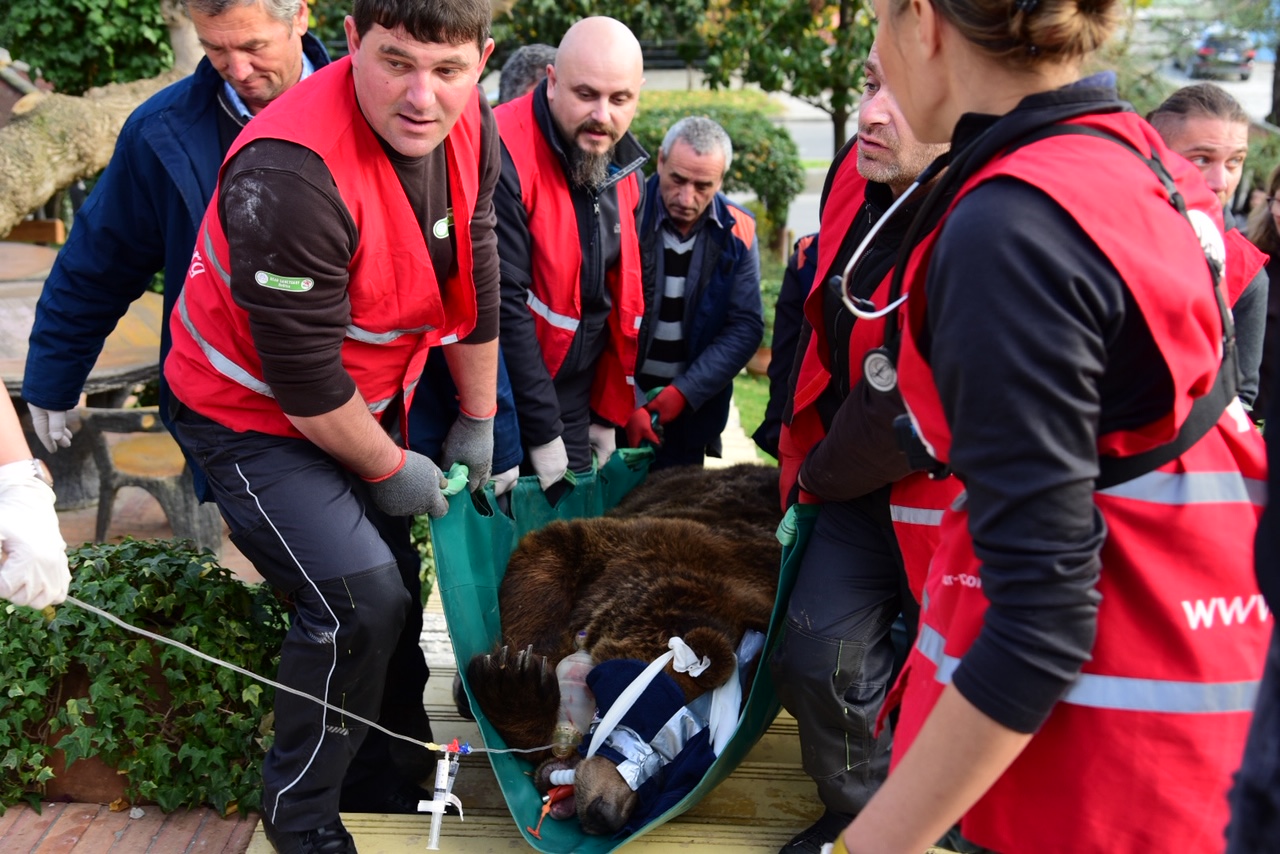 Ariu i fundit shqiptar 'në kafaz' transportohet drejt Austrisë - Gazeta ...