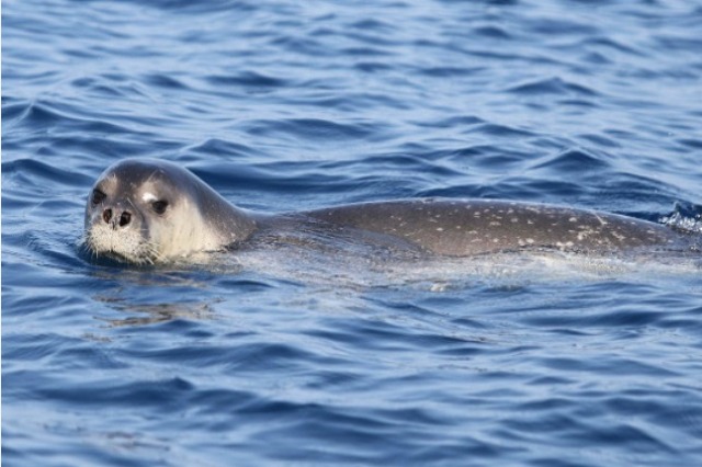 "Sjell fat", pikaset në Shqipëri një ndër gjitarët detarë më të rrallë ...
