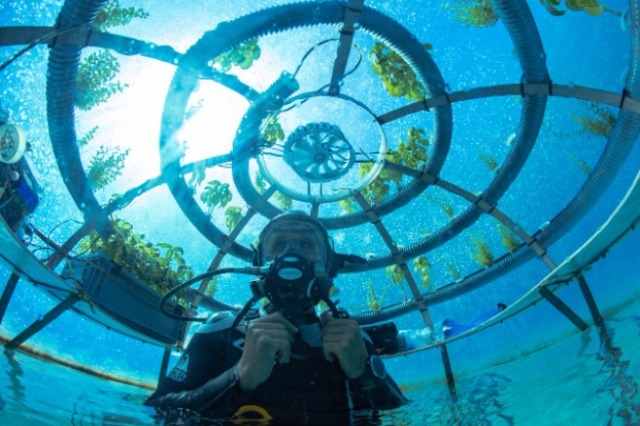 Ndodhet në Itali, “Nemo” kopshti i parë nënujor në botë që po kultivon ...