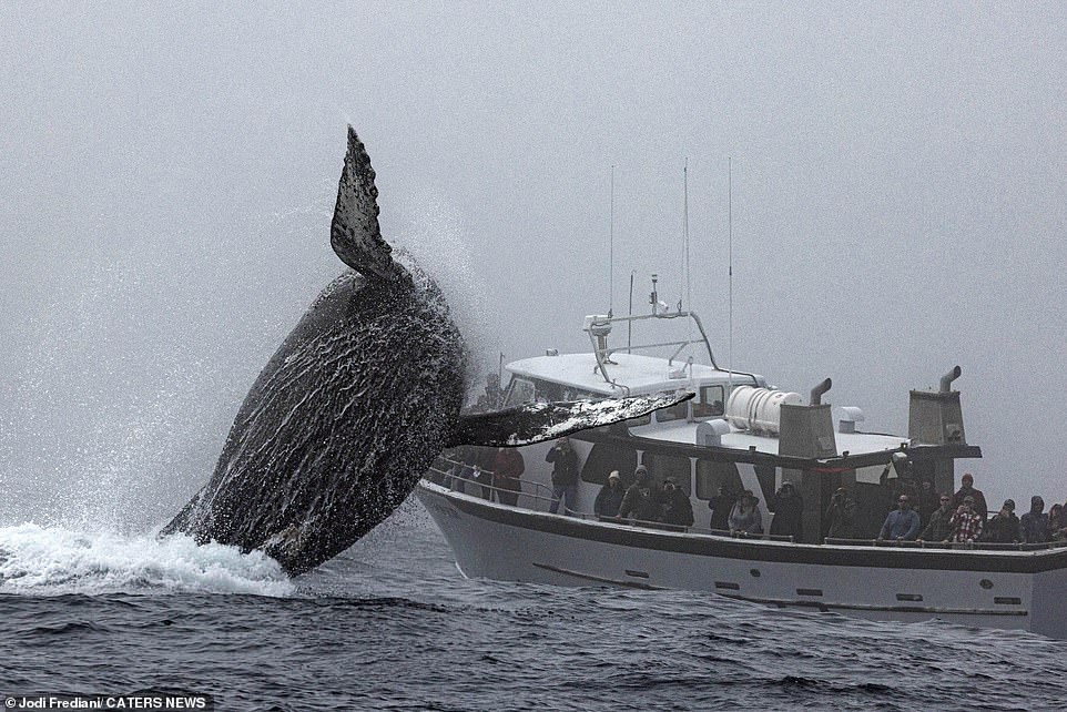 Foto magjepsëse në mes të oqeanit, balena përshëndet turistët - Gazeta Dita