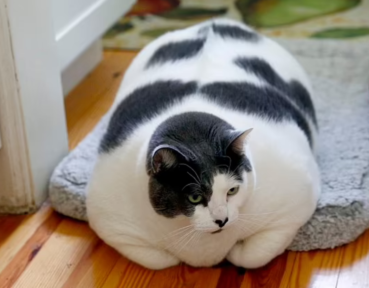 Macja më obeze në botë nis dietën, gjashtë vjeçarja Patches peshonte 18 ...