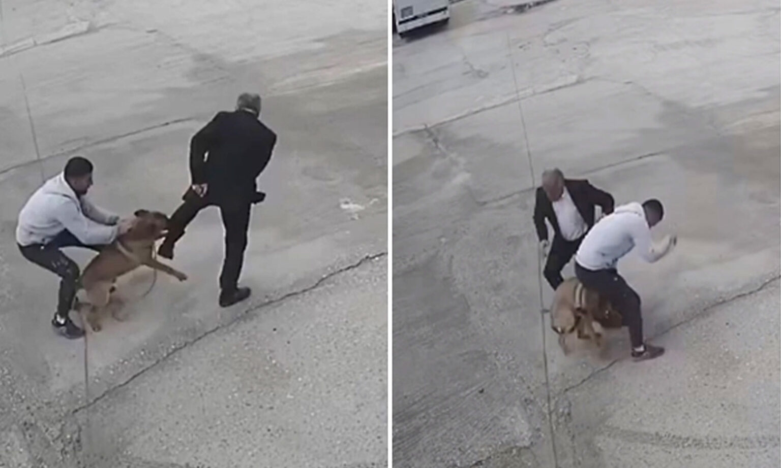 Qeni kafshon biznesmenin (VIDEO) - Gazeta Dita