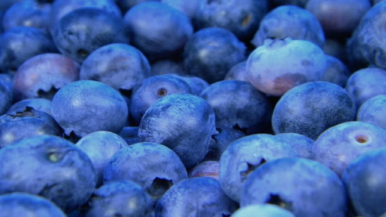 Vetitë e rralla shëndetësore të boronicave shqiptare - Gazeta Dita