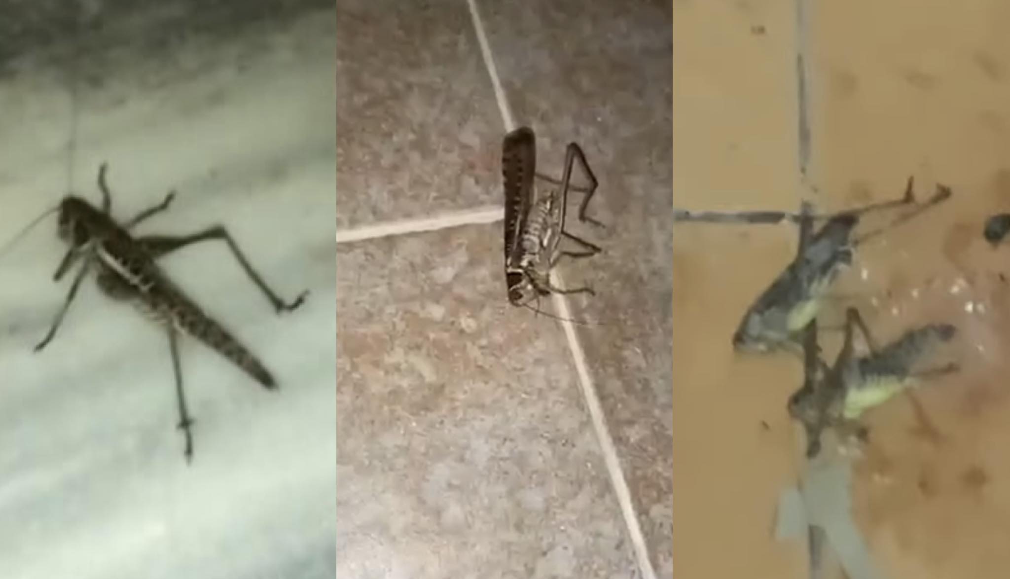 Karkaleci migrator ‘pushton’ Tiranën, futet në banesa! Entomologu: Jo ...