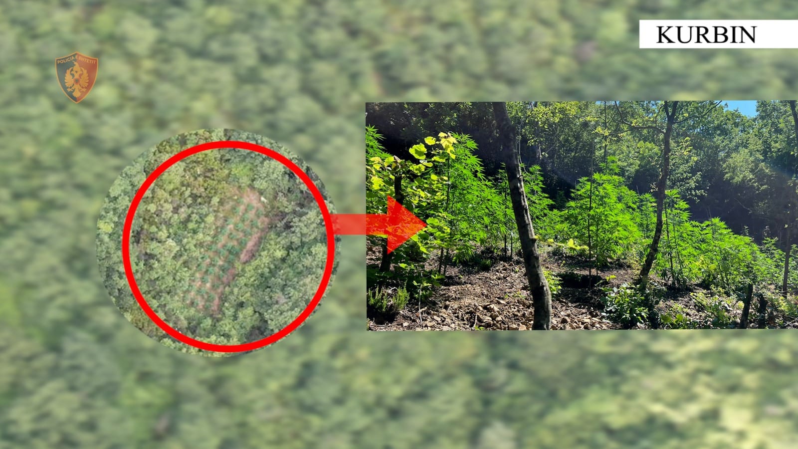 Lezhë-Kurbin\ Zbulohen dhe digjen 875 bimë kanabisi, shpallet në kërkim ...