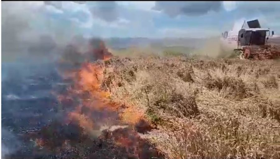 Arabi që i dogjën 7 hektarë me grurë në Korçë: S'e di shkakun, të ...