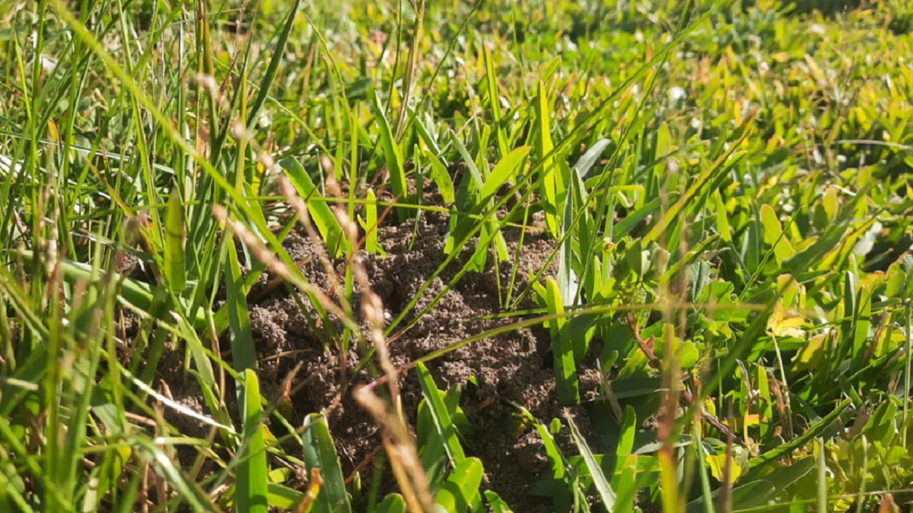 “E dinim se do të vinte kjo ditë!”Një nga speciet më pushtuese në botë ...