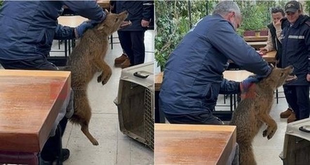 E pazakontë/ Çakalli zbret në Tiranë, kapet në shkallët e TKOB (VIDEO ...